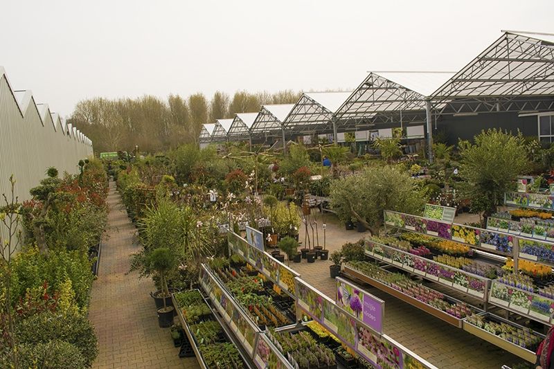 Almeer Plant